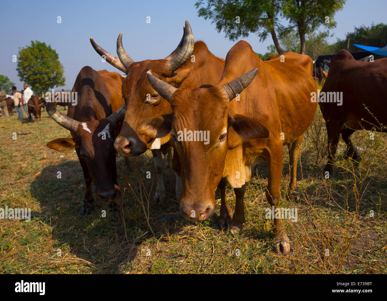 Nuer cattle hi-res stock photography and images - Alamy