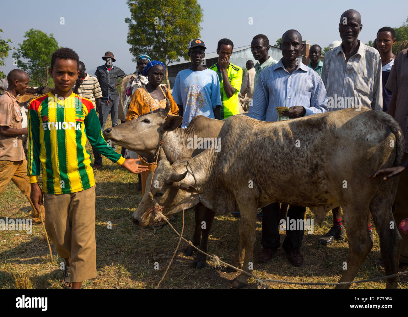 Nuer cattle hi-res stock photography and images - Alamy