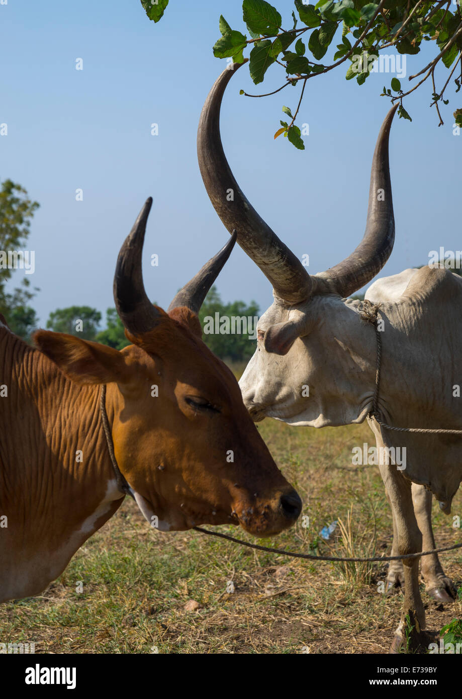 Nuer tribe cattle hi-res stock photography and images - Alamy