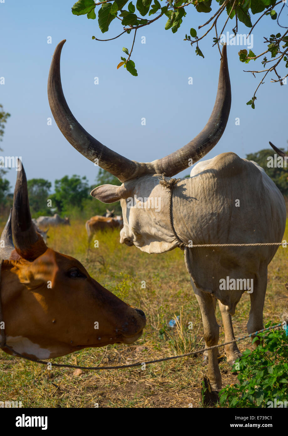 Nuer tribe cattle hi-res stock photography and images - Alamy