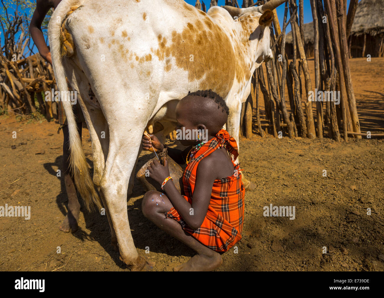 Boy Of The Hamer Tribe Milking A Cow, Turmi, Omo Valley, Ethiopia Stock ...
