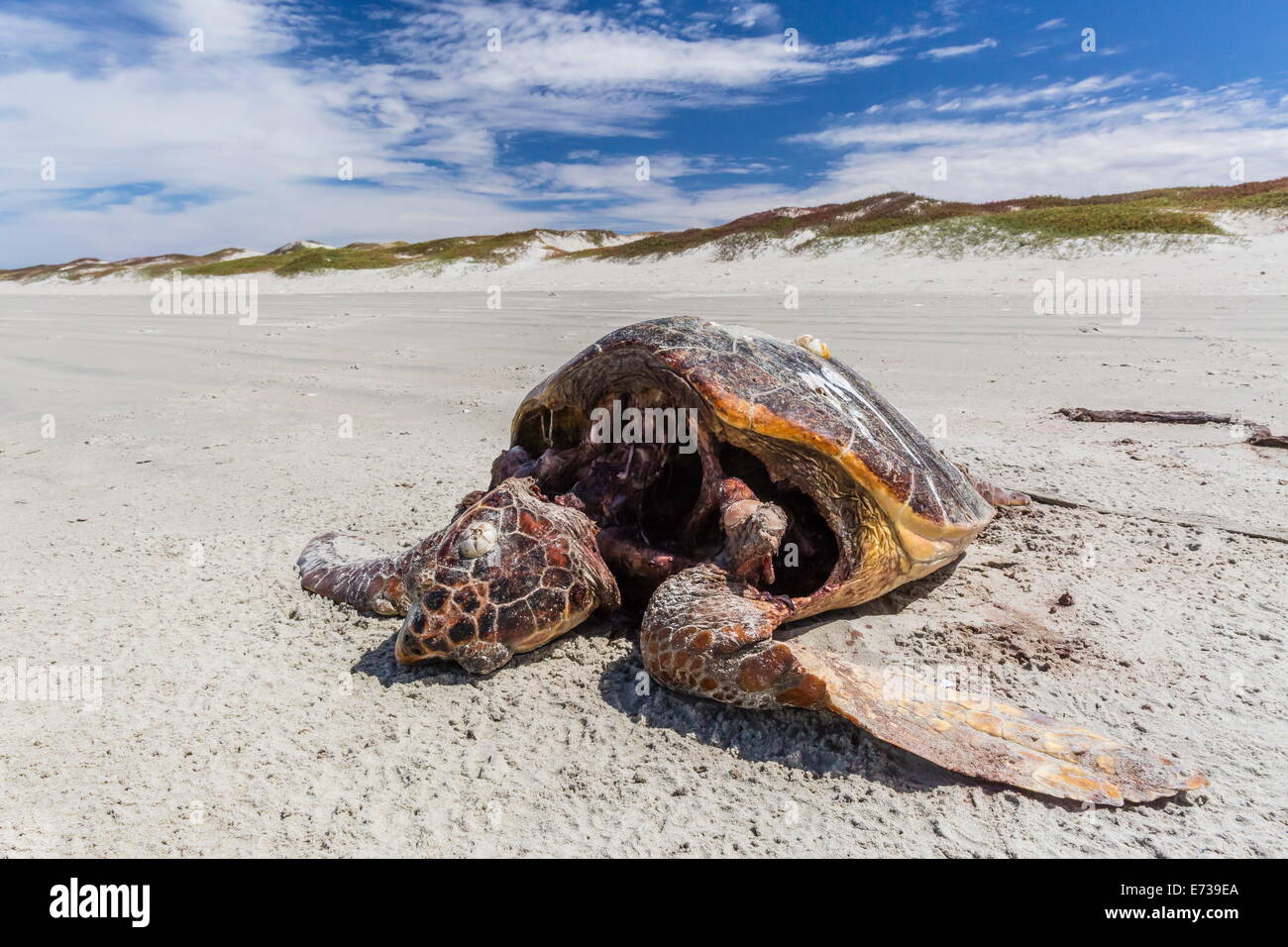 A dead loggerhead sea turtle (Caretta caretta) on the beach on ...