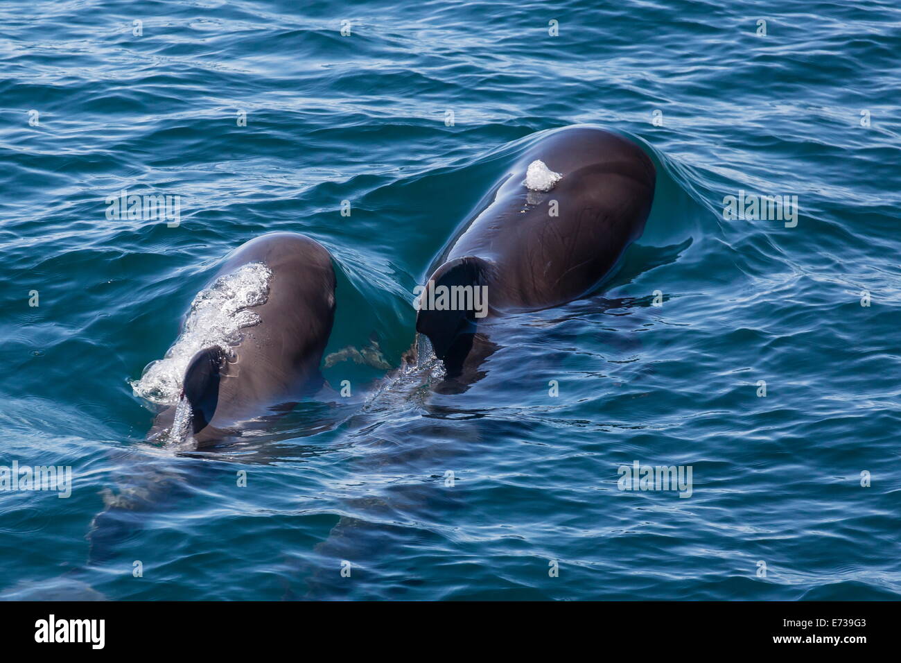 Short-finned pilot whale (Globicephala macrorhynchus) cow and calf ...