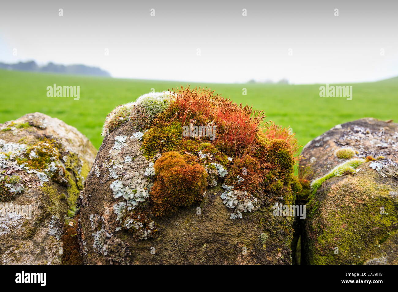 Moss and lichen on a dry stone wall near Elton on a murky spring day ...
