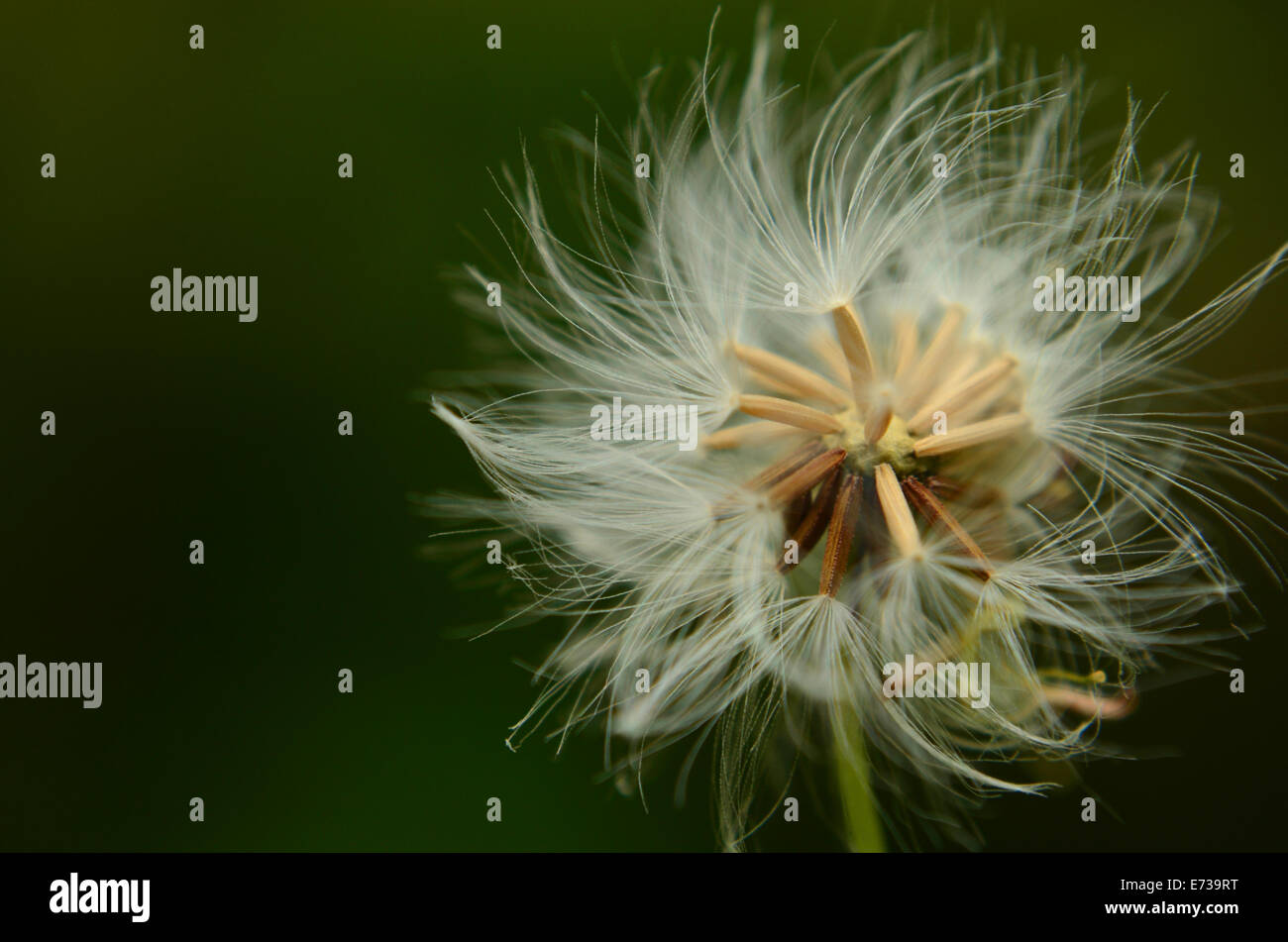 Seeds of a flower Stock Photo - Alamy