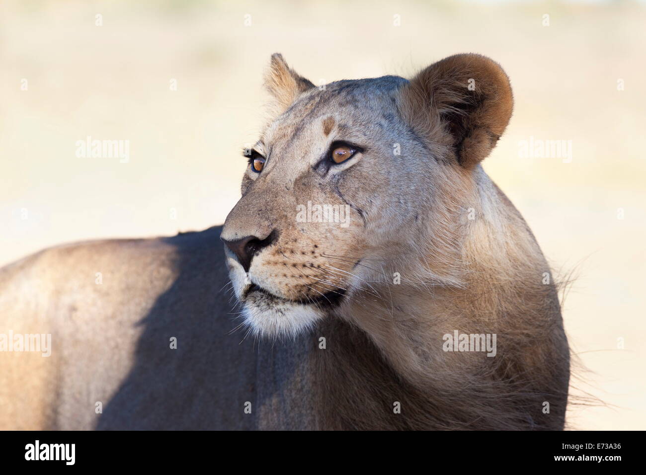 Lioness (Panthera leo), Kgalagadi Transfrontier Park, South Africa ...