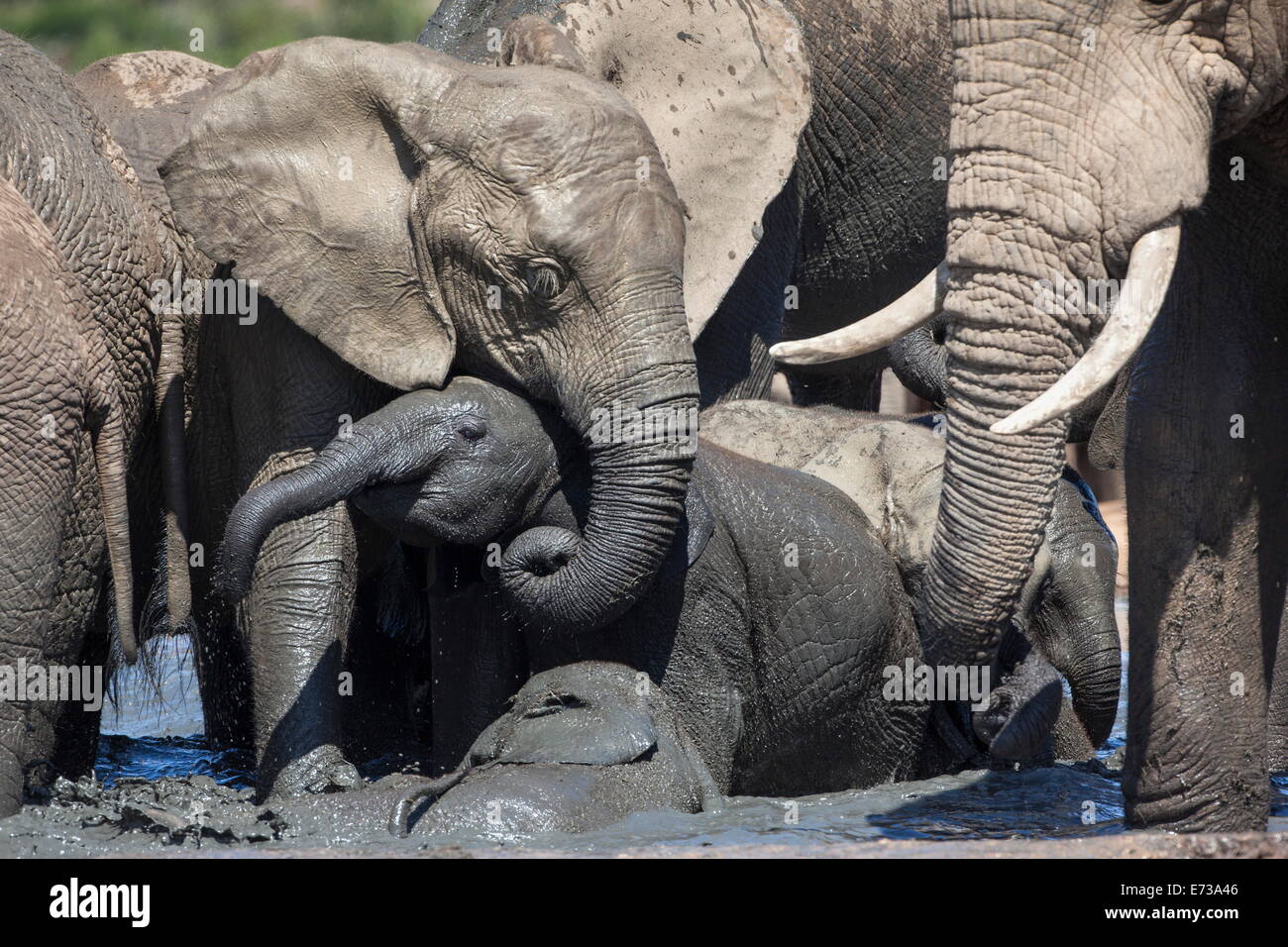 African elephant babies (Loxodonta africana) playing in Hapoor ...