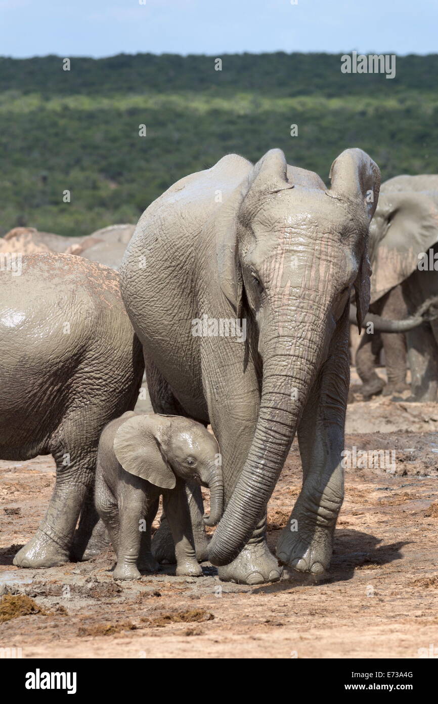 African elephant mother and baby at Hapoor waterhole, Addo Elephant ...