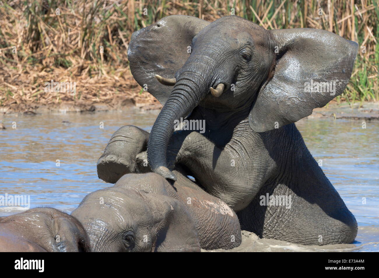 African elephants drinking and bathing at Hapoor waterhole, Addo ...