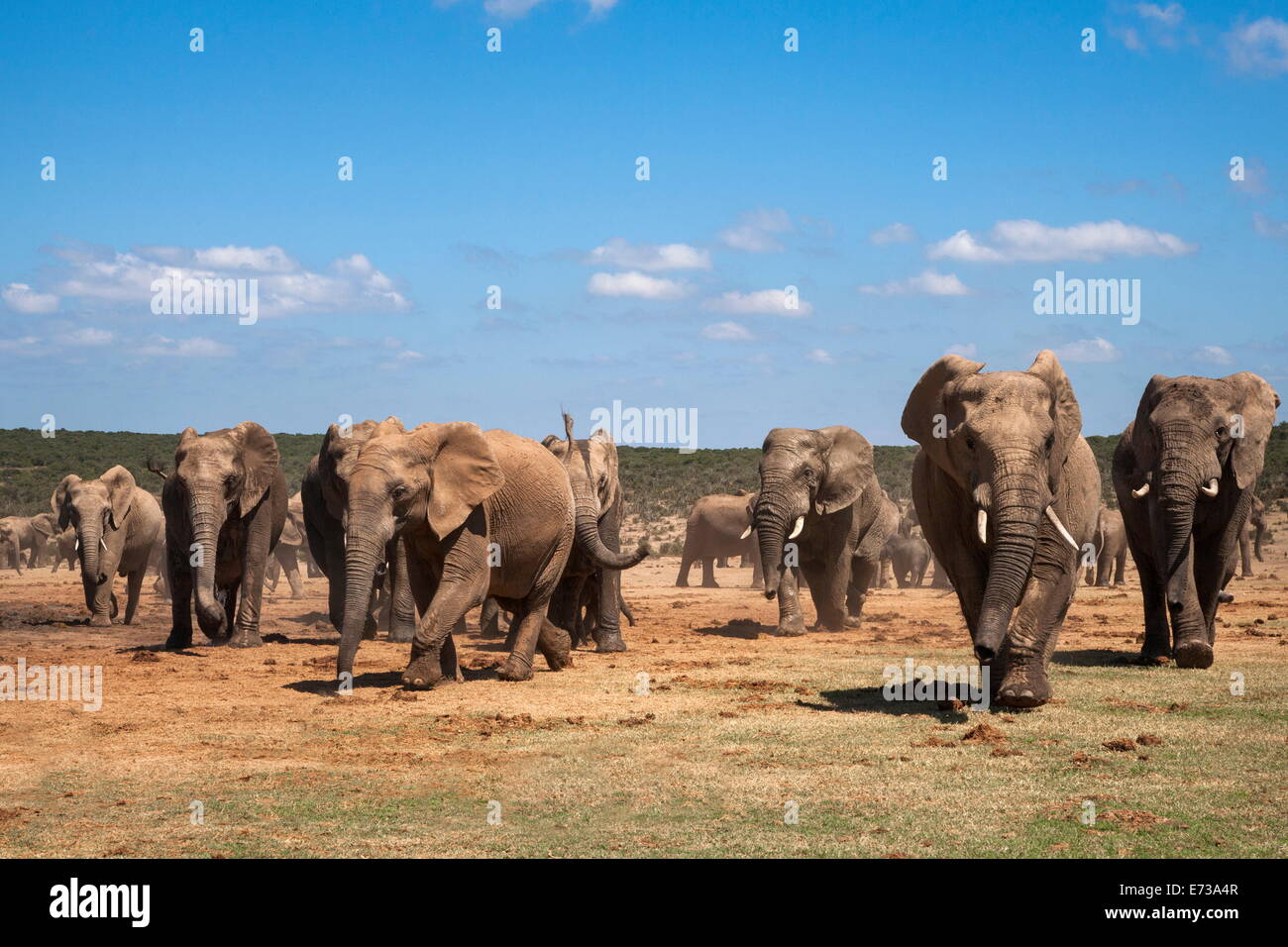 Hapoor hi-res stock photography and images - Alamy
