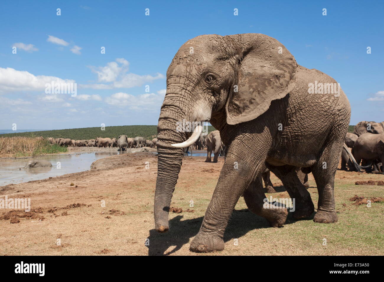 Hapoor hi-res stock photography and images - Alamy