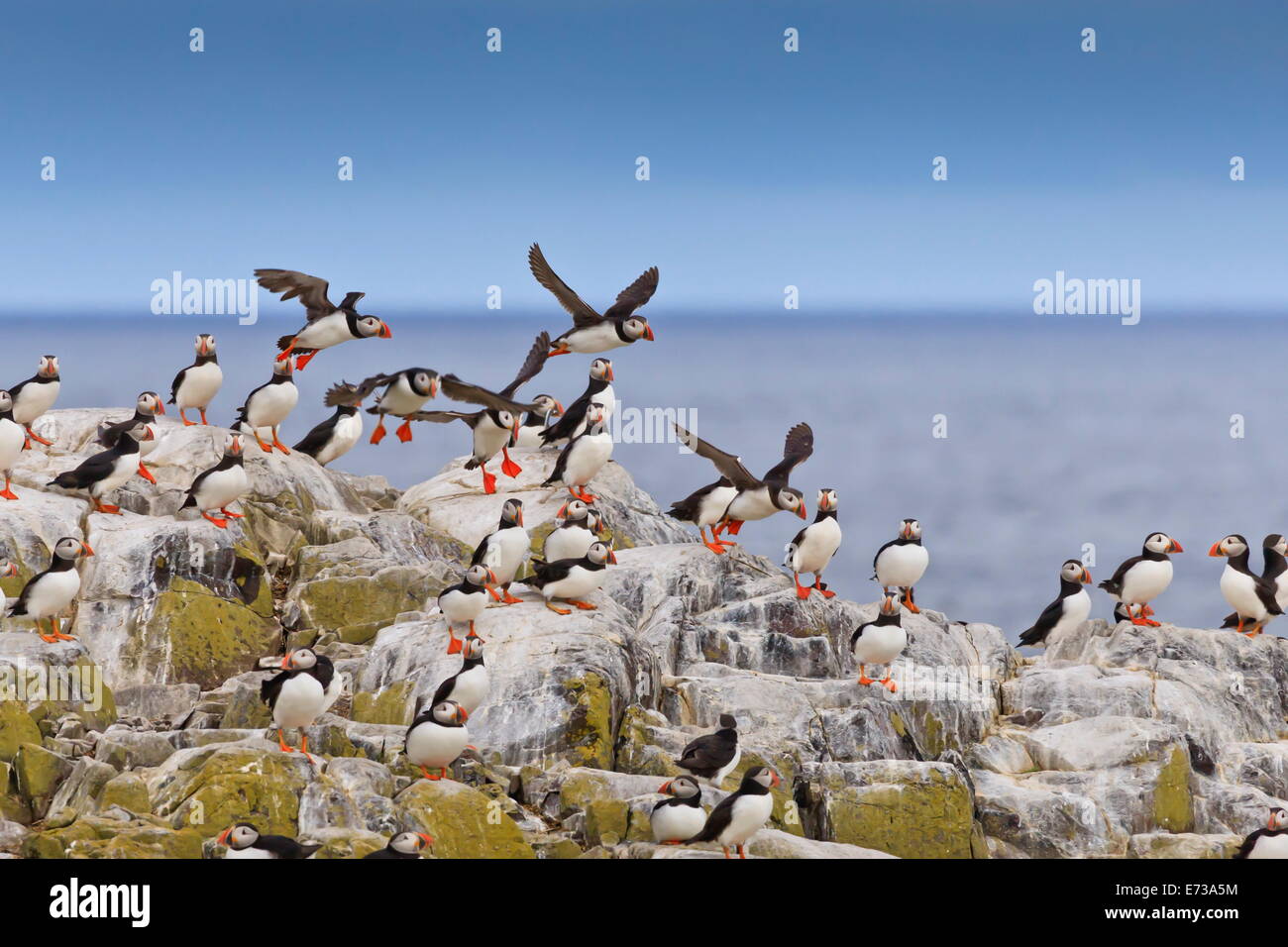 Flock of puffins hi-res stock photography and images - Alamy