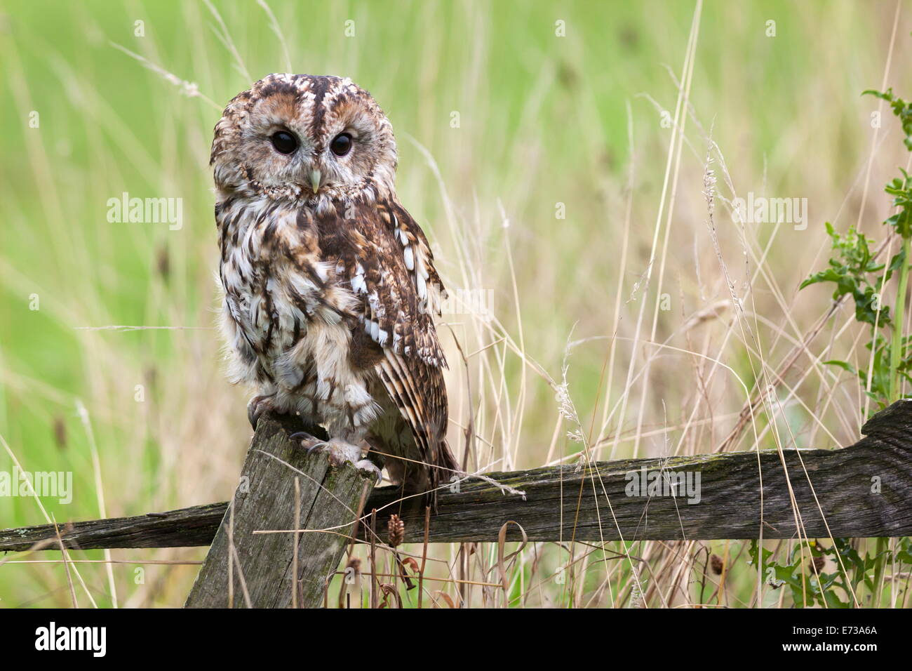 Strix aluco hi-res stock photography and images - Alamy