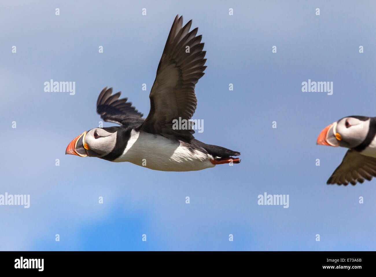 Flying puffin hi-res stock photography and images - Alamy