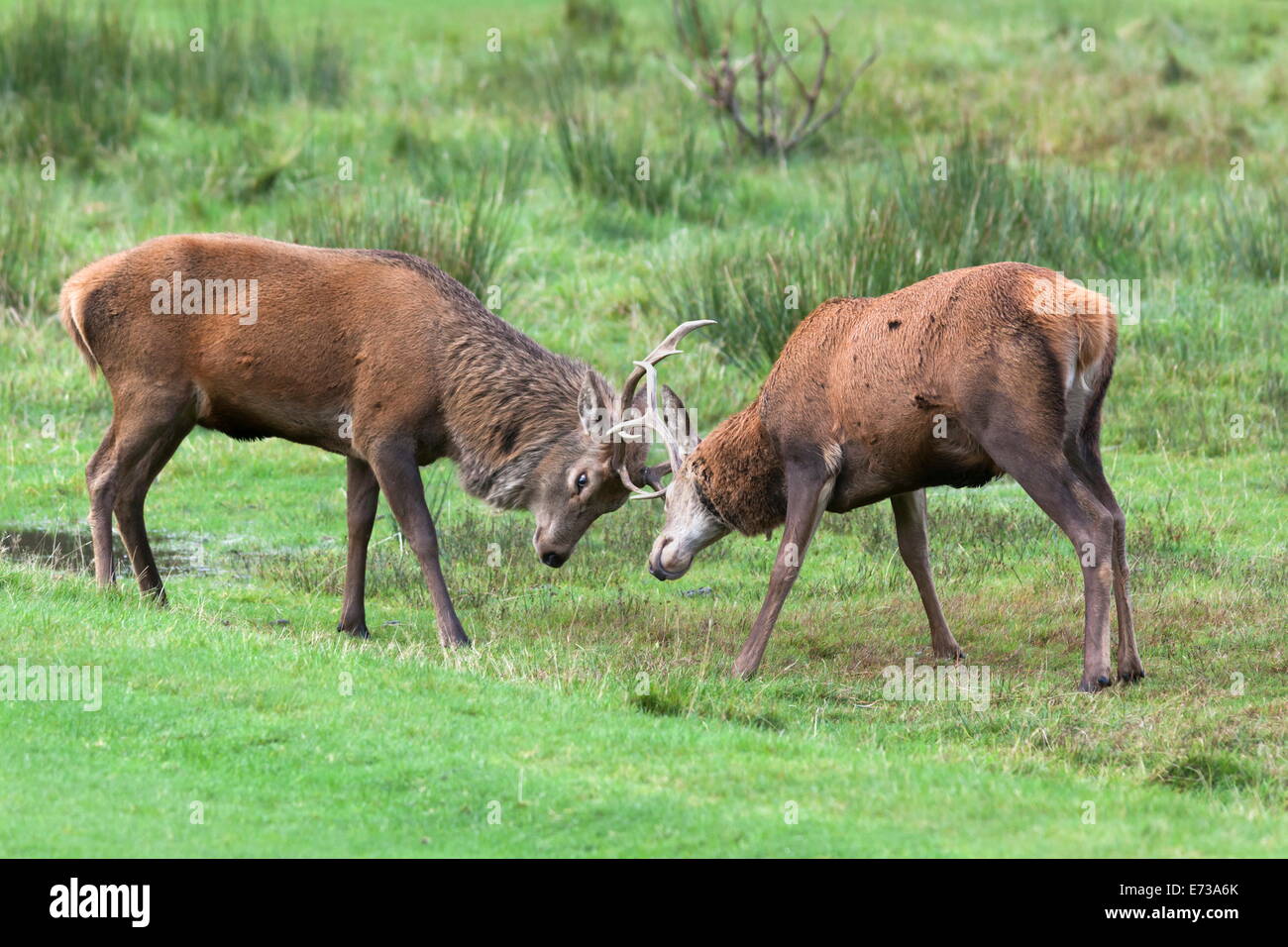 Scottish stags hi-res stock photography and images - Alamy
