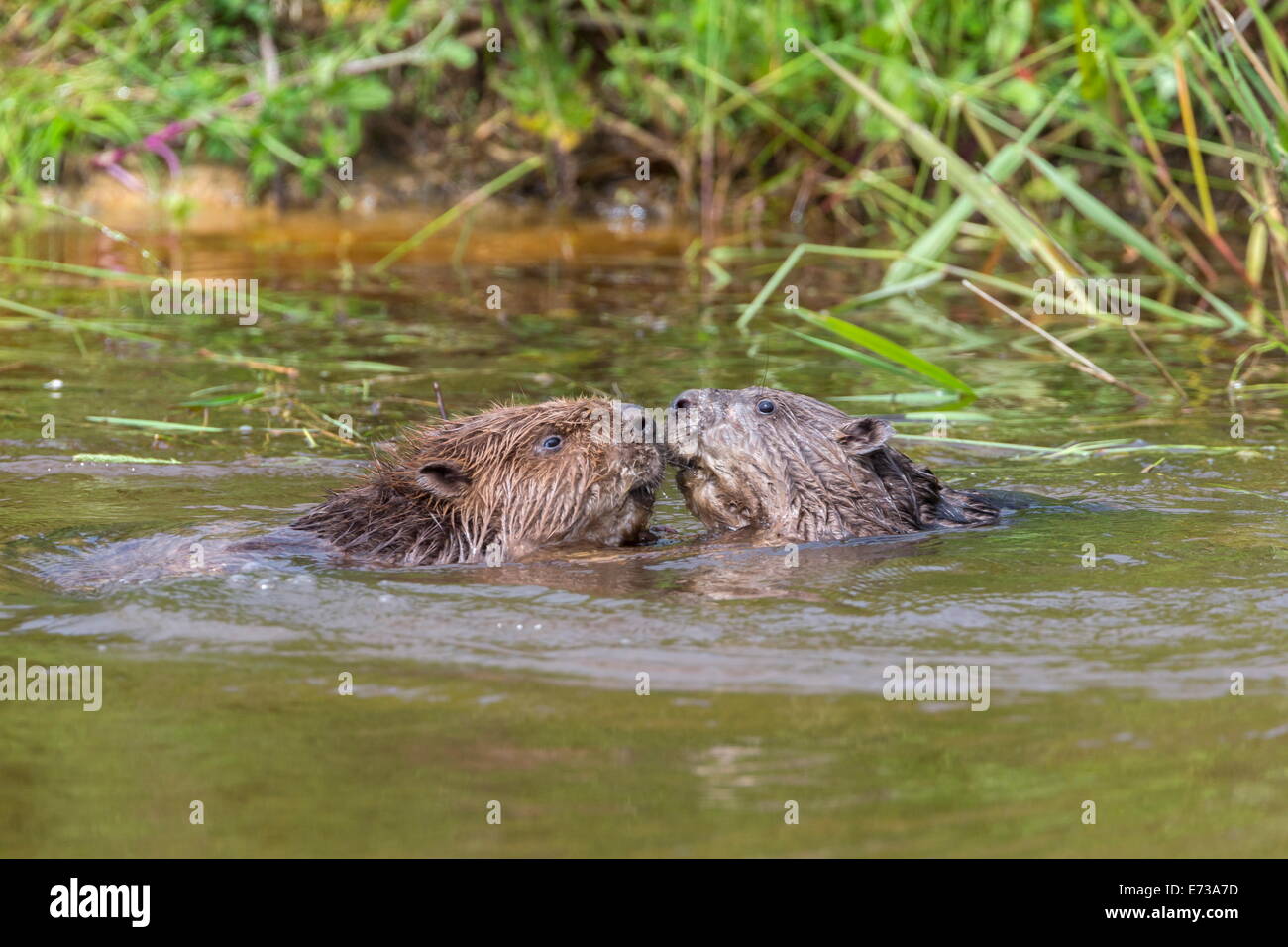 Eurasian beavers (Castor fiber), captive in breeding programme, United Kingdom, Europe Stock ...