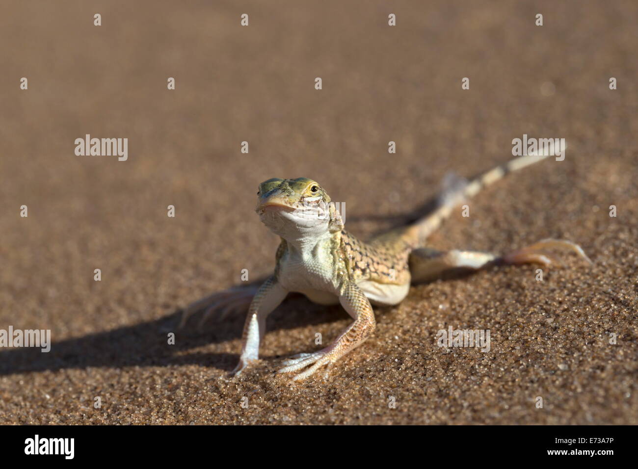 Shovel-snouted lizard (Meroles anchietae), Namib Desert, Namibia ...