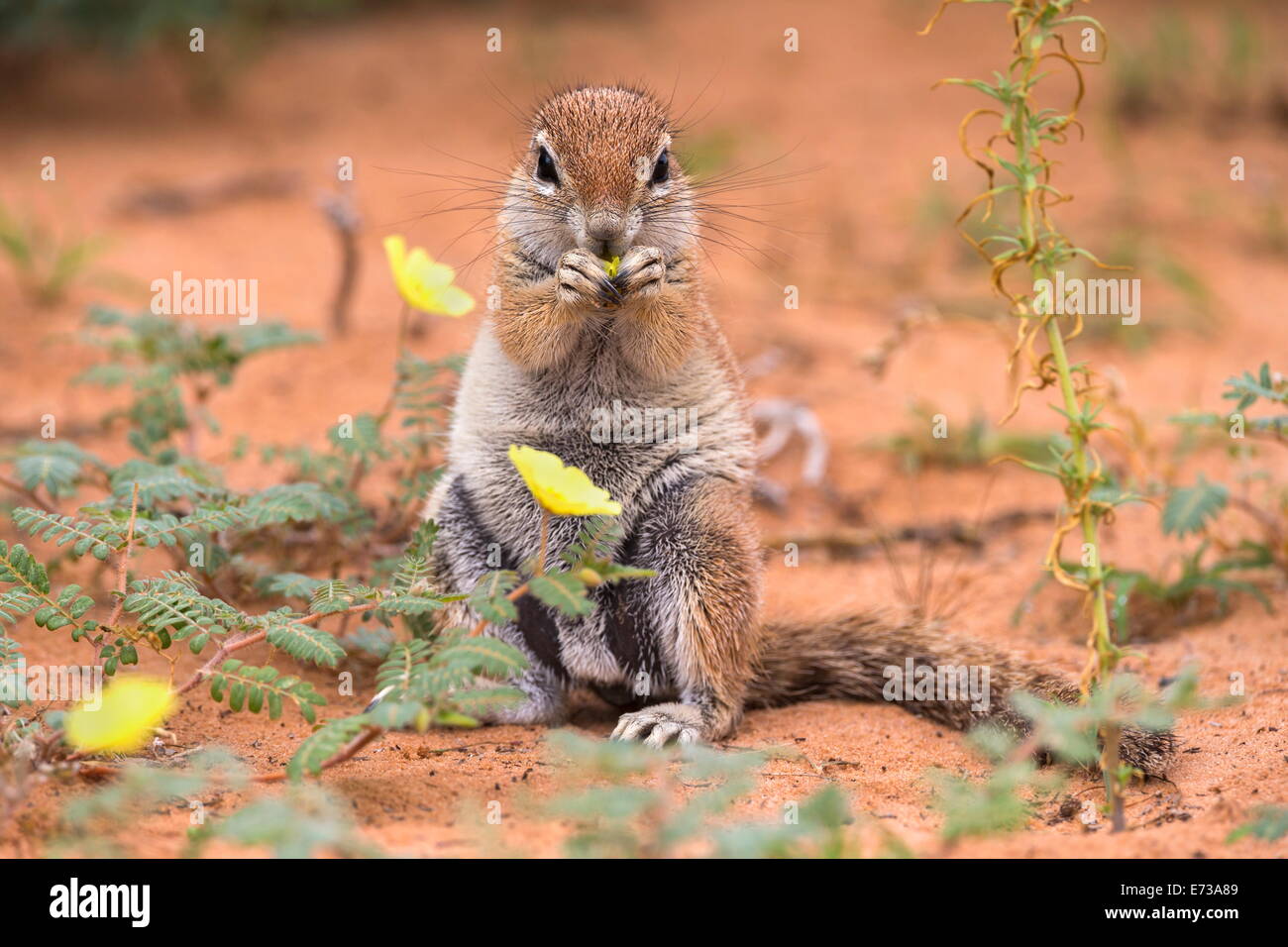 Ground squirrel eating devil's thorn flowers (Tribulus zeyheri ...