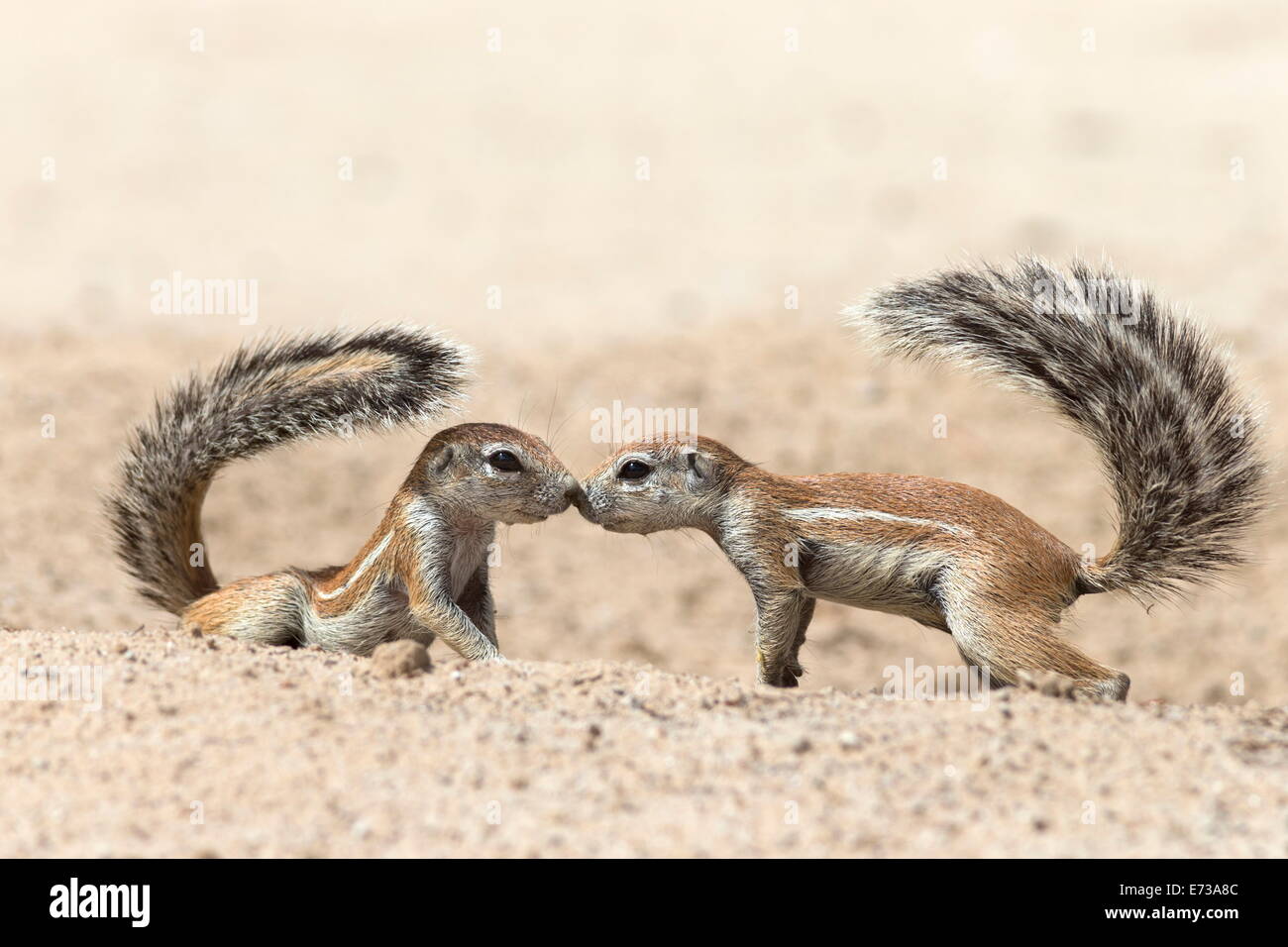 Ground squirrels (Xerus inauris) greeting, Kgalagadi Transfrontier Park ...