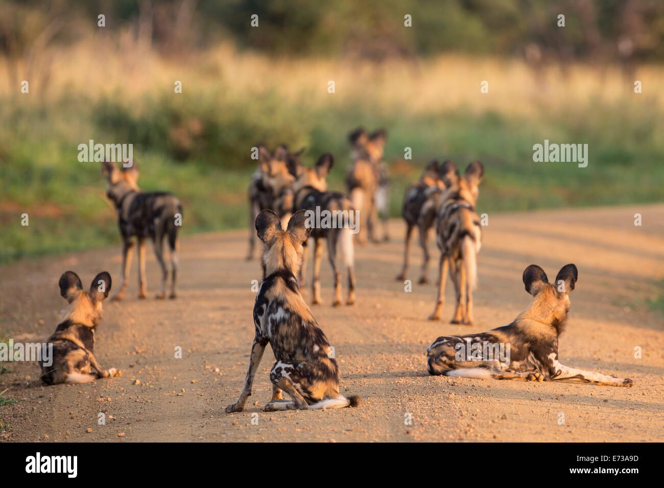African wild dogs hi-res stock photography and images - Alamy