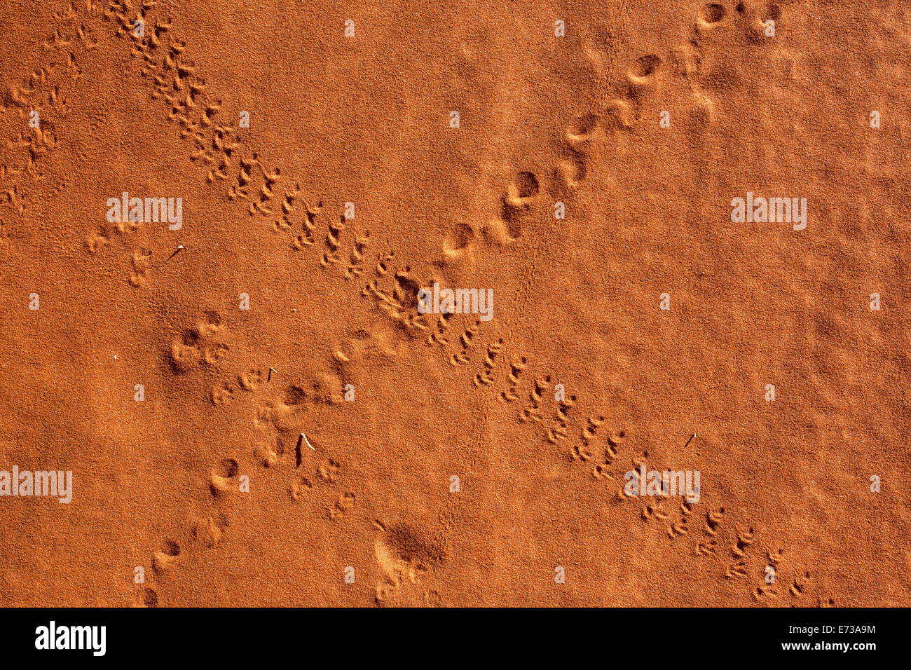 Small animal tracks in sand, Tok Tokkie trail, NamibRand nature reserve ...