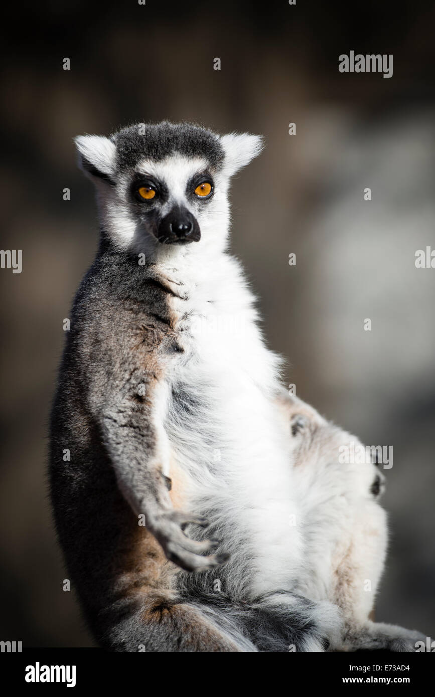 Ring-tailed Lemur of Madagascar, the most recognized lemur due to its ...