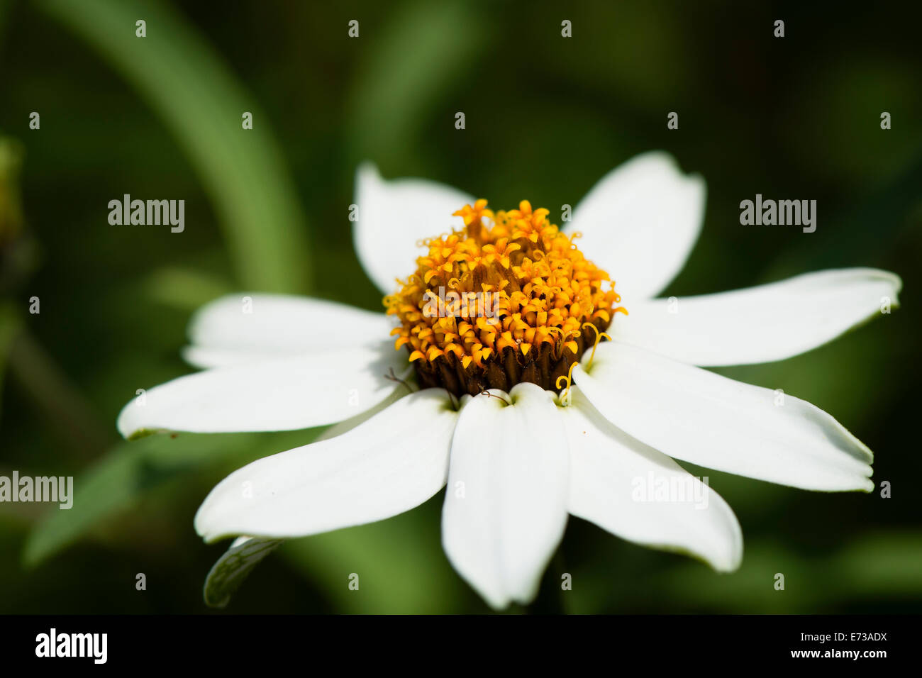 White daisy flower on a spring meadow. Photographed using Nikon-D800E ...