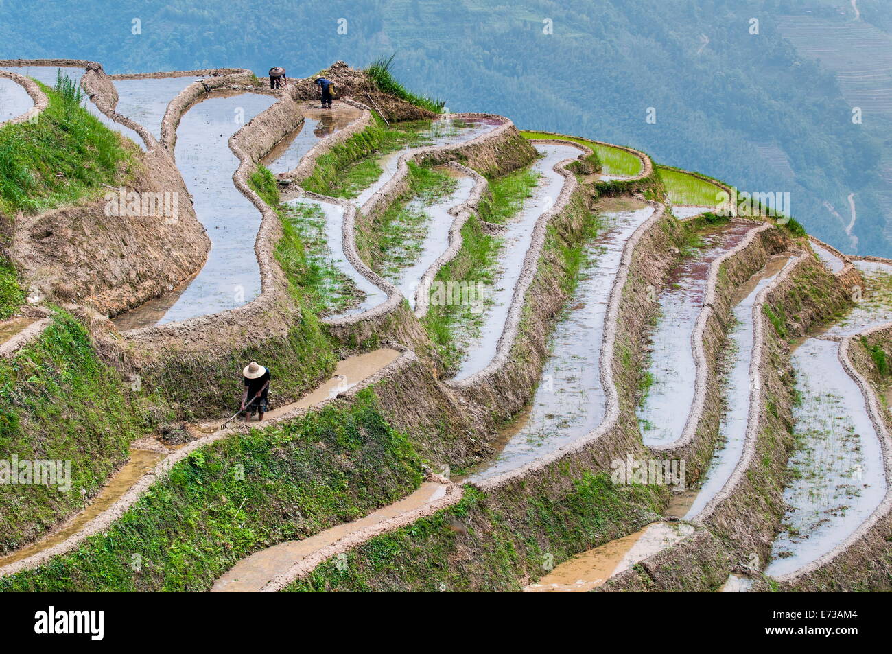 Longsheng Rice Terraces Bing Wallpapers