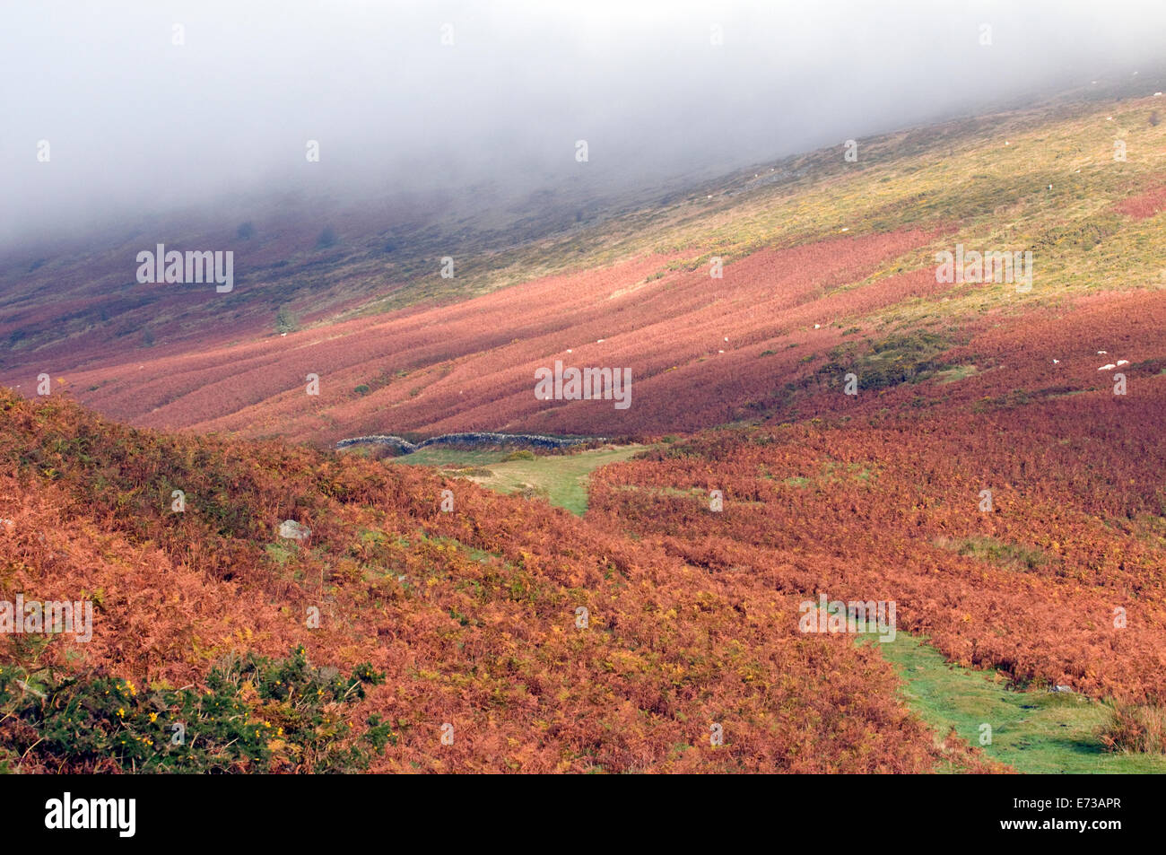 Burnished gold heather on Lake District open moorland ground with ...