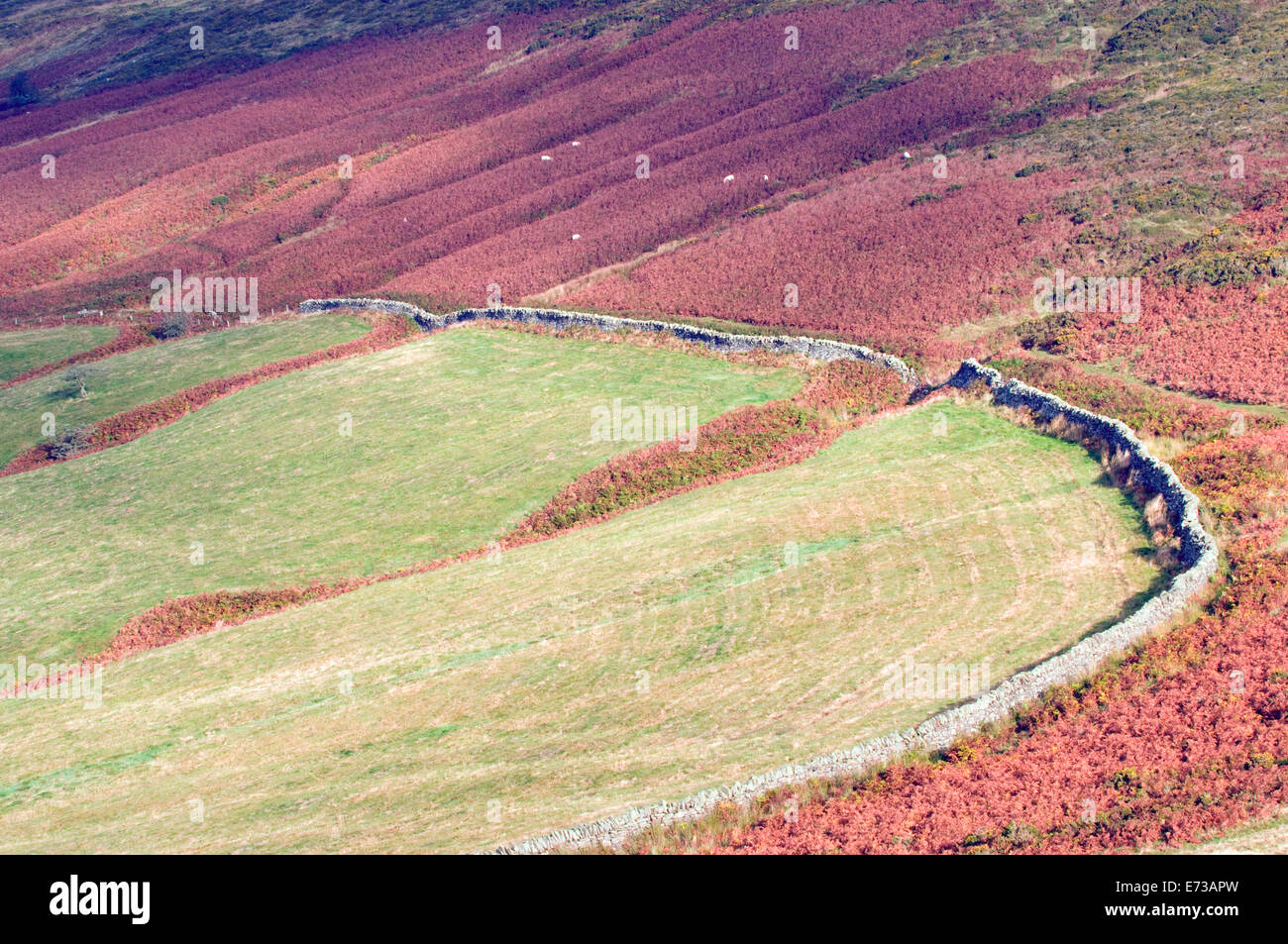 Burnished gold heather on Lake District open moorland ground with dry ...