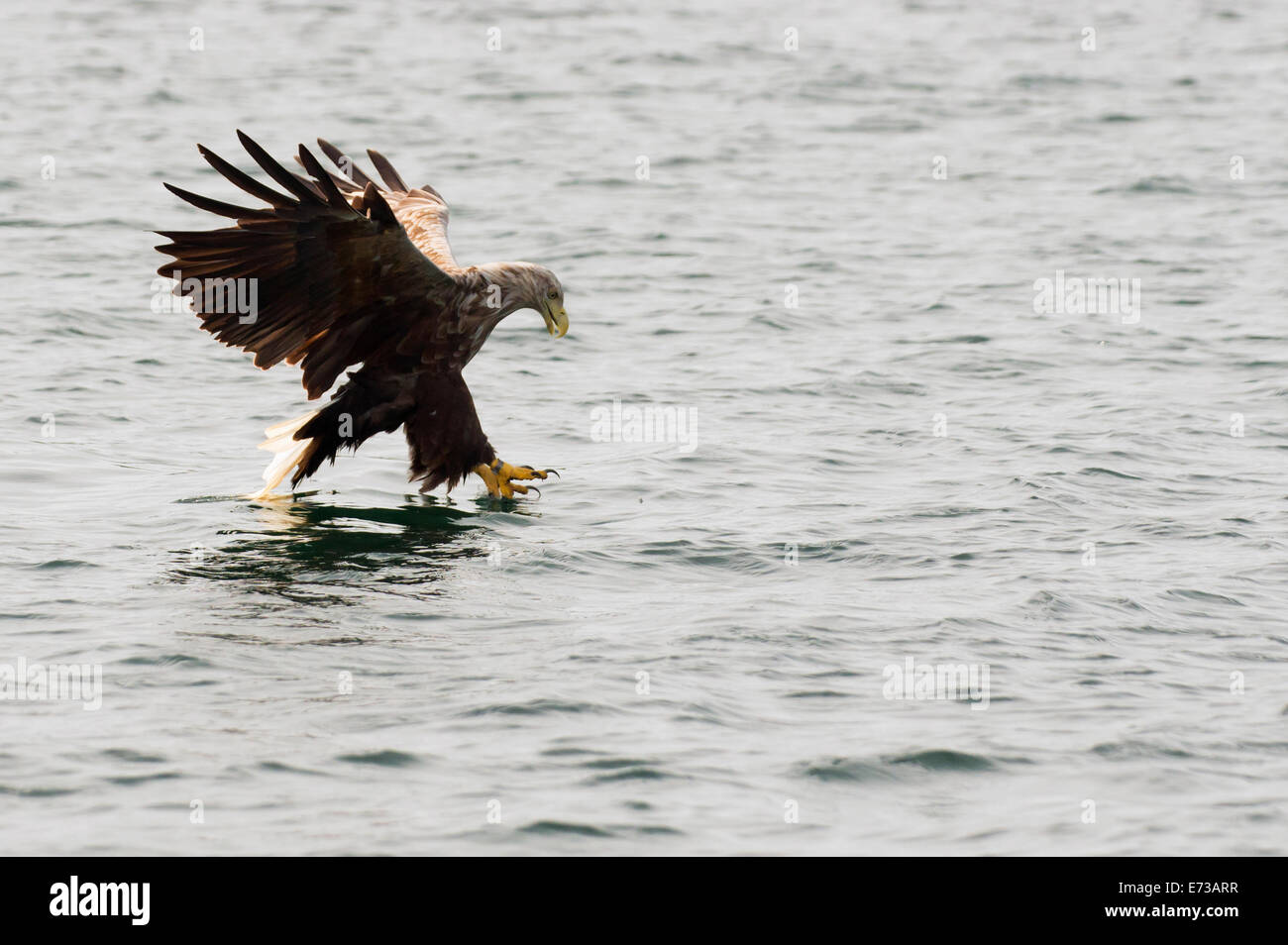 Scottish white tailed fish eagle hi-res stock photography and images ...