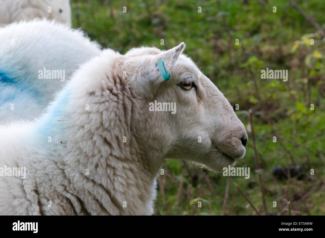 Magestic Cheviot Lake District moorland sheep surveying his surrounds ...