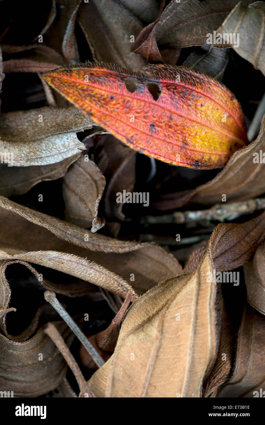 Dead leaves leaf hi-res stock photography and images - Alamy