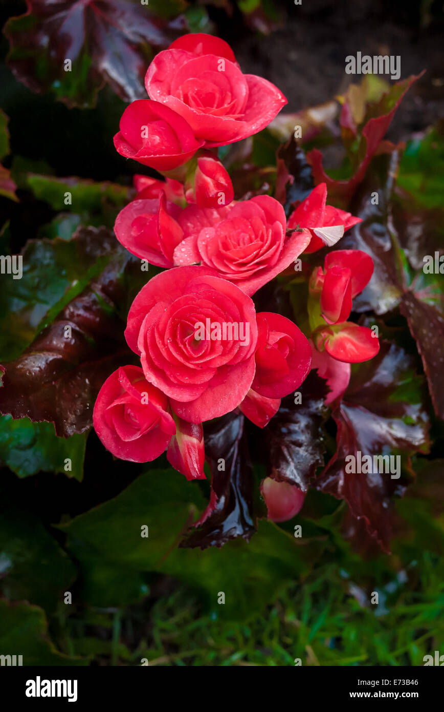 Beautiful background of flowers big begonias Stock Photo - Alamy