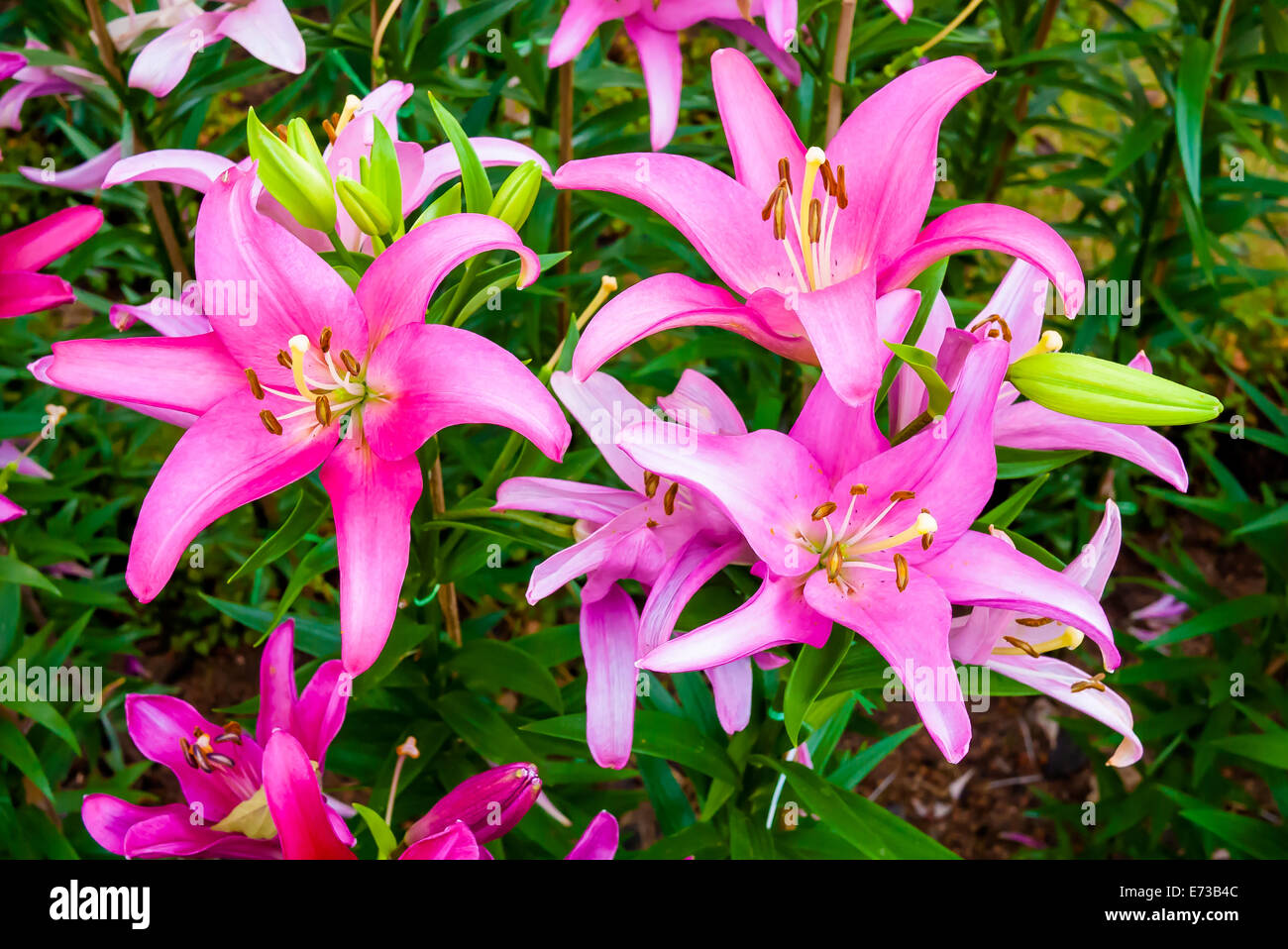 Pink lilles in flower garden Stock Photo - Alamy