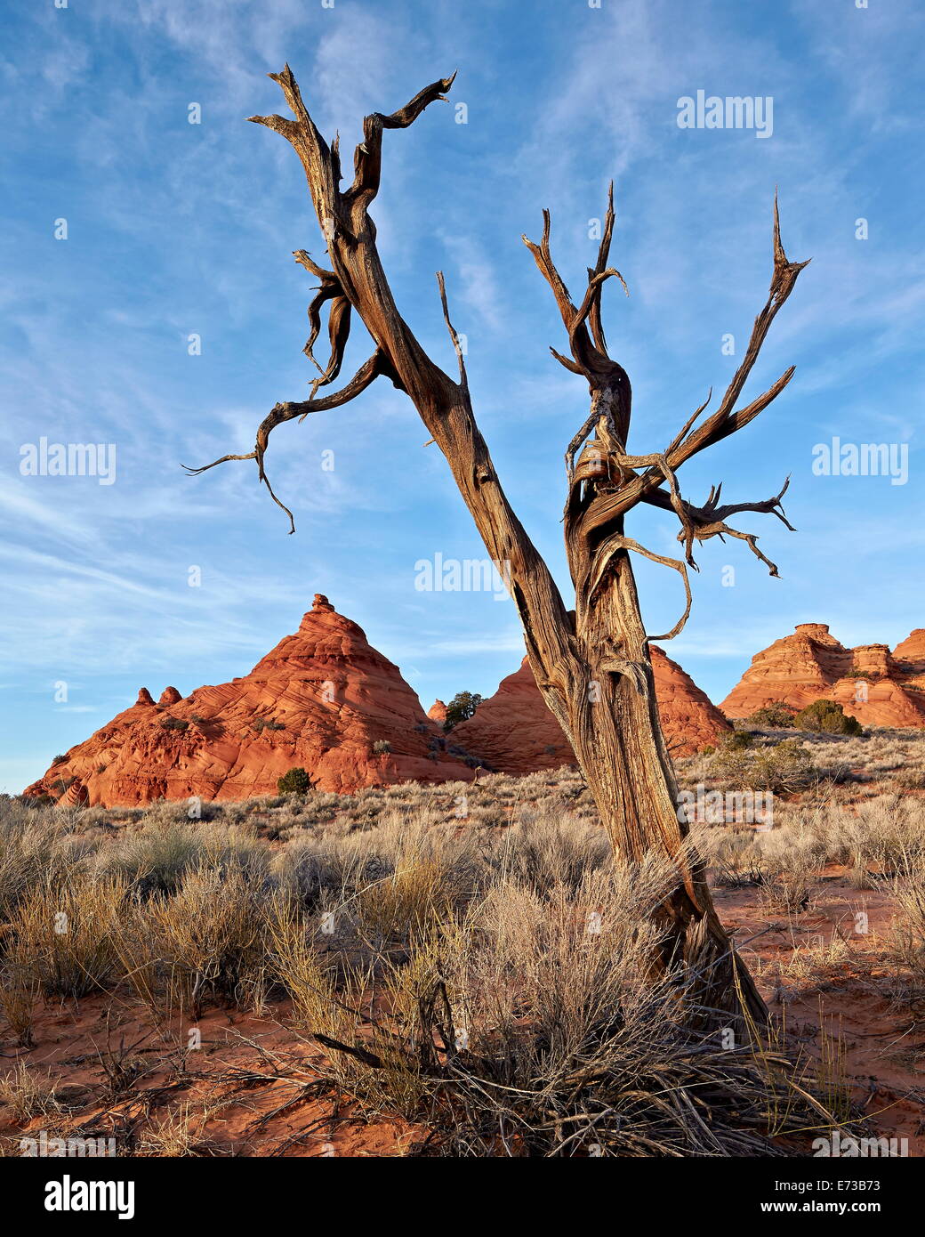 Dead juniper tree hi-res stock photography and images - Alamy