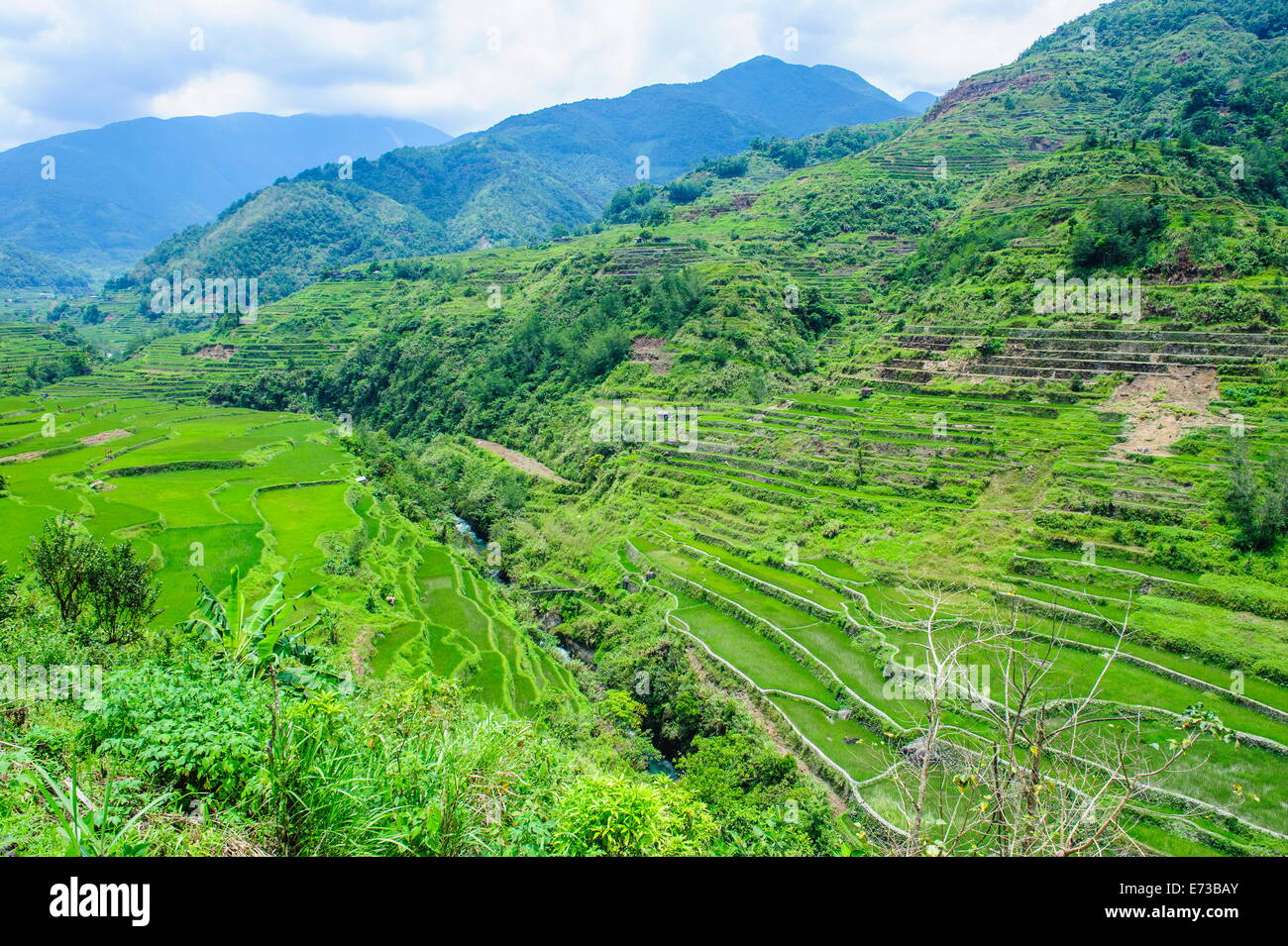 Hapao rice terraces, Banaue, UNESCO World Heritage Site, Luzon ...