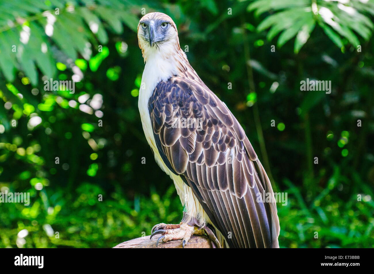 Aigle Serpent Des Philippines Philippine Hawk Eagle Nisaetus