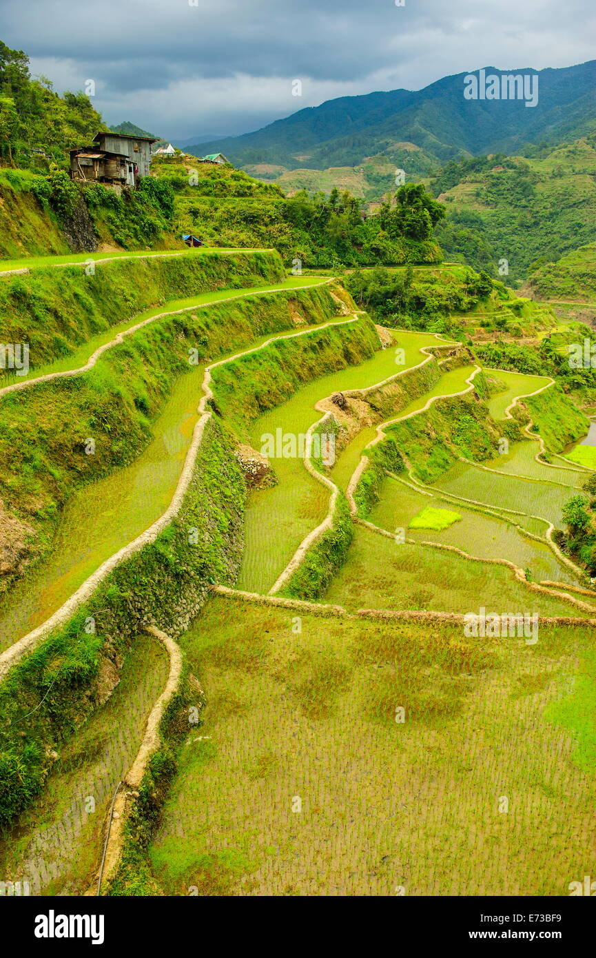 The rice terraces of Banaue, UNESCO World Heritage Site, Northern Luzon ...