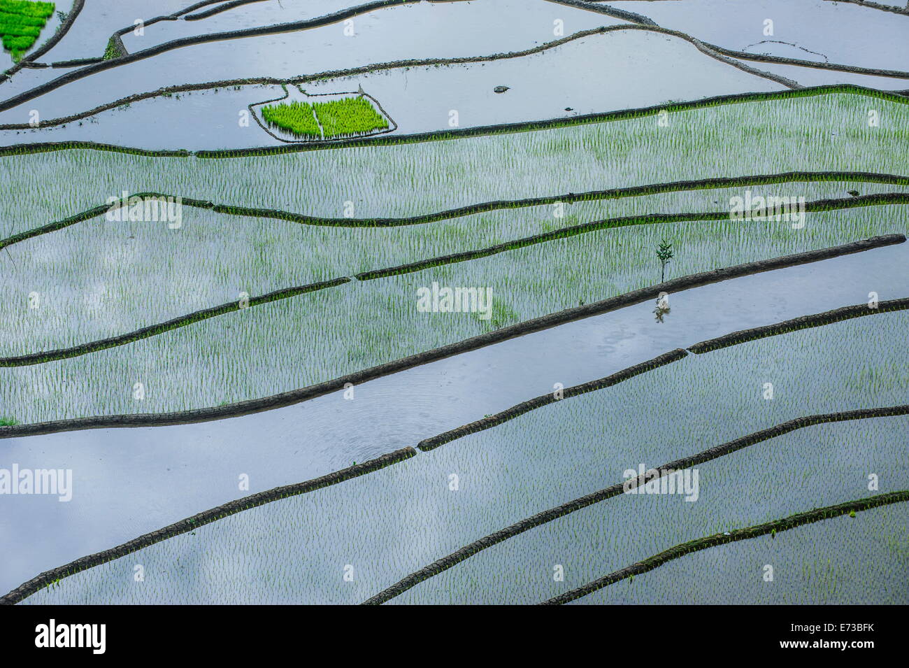 The rice terraces of Banaue, UNESCO World Heritage Site, Northern Luzon ...