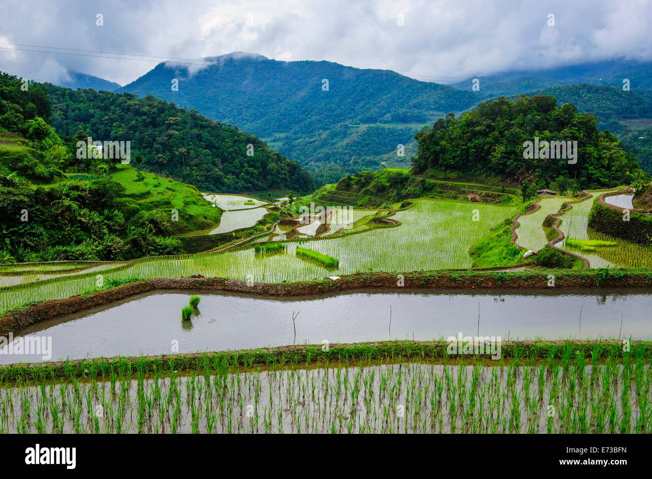The rice terraces of Banaue, UNESCO World Heritage Site, Northern Luzon ...
