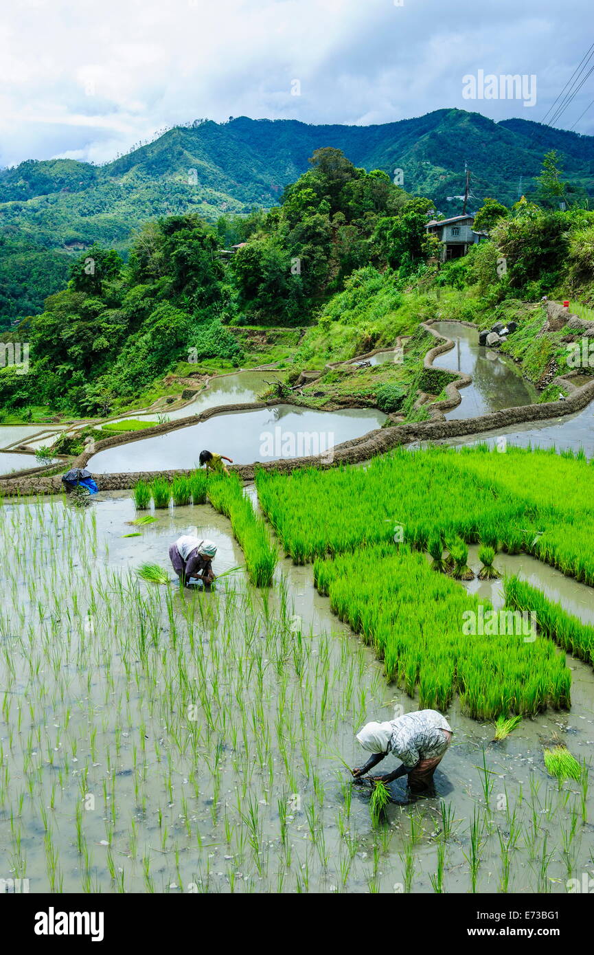 People harvesting in the rice terraces of Banaue, UNESCO World Heritage ...