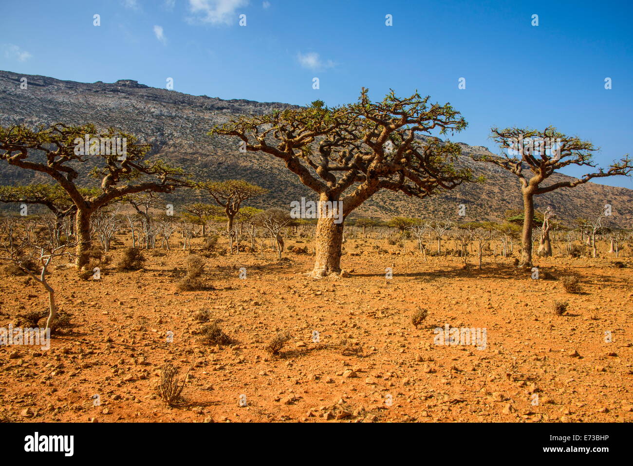 Frankincense trees (Boswellia elongata), Homil Protected Area, island ...