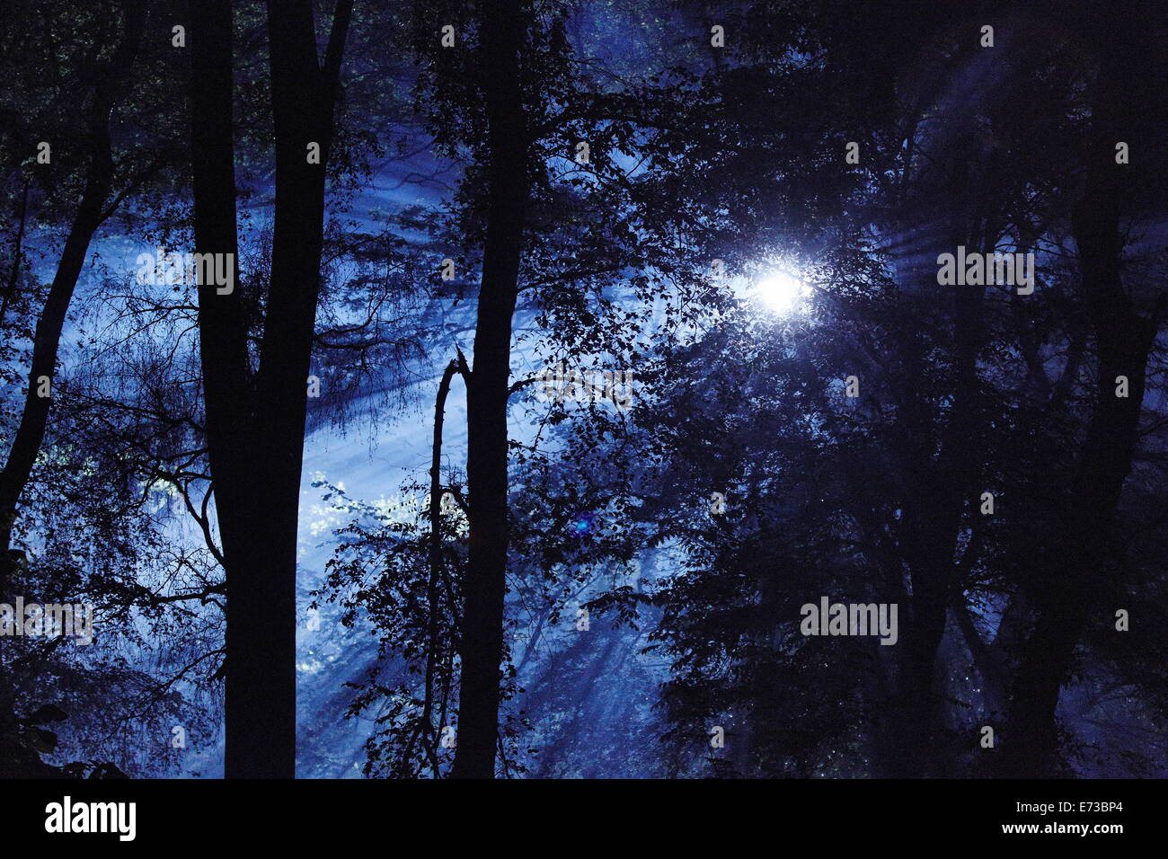 Eerie woods and the English countryside at night, moonlight streaming ...