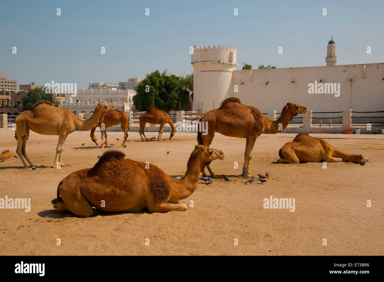 Camels in Camel Souq, Waqif Souq, Doha, Qatar, Middle East Stock Photo ...