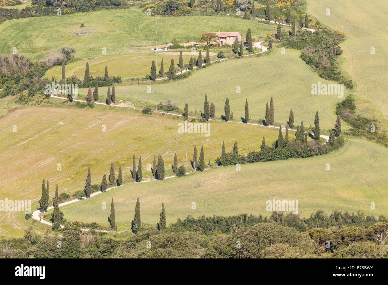 Cypress trees line a winding road in the Val d'Orcia, UNESCO World ...