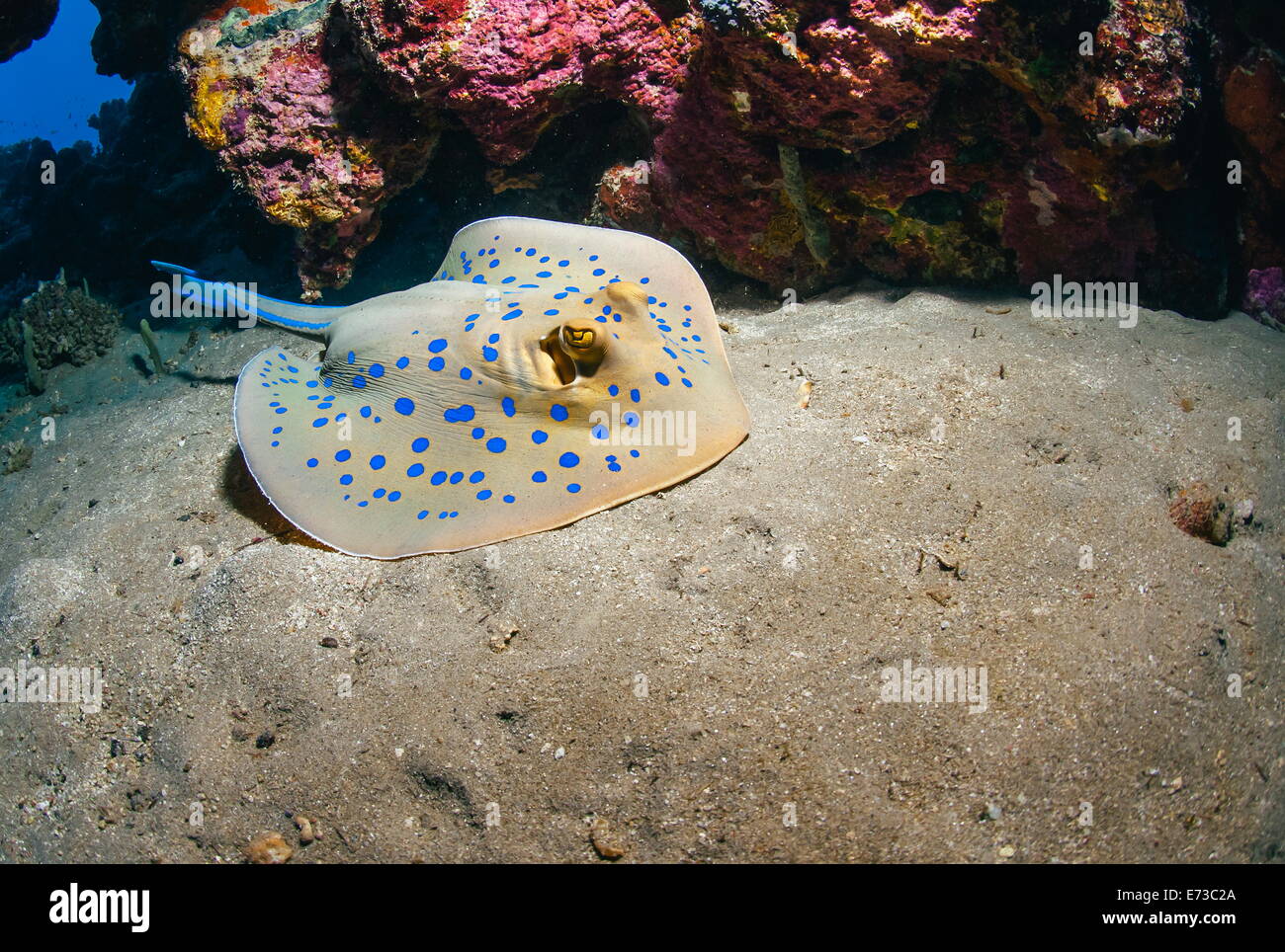 Bluespotted stingray (Taeniura lymma), front side view, Naama Bay ...