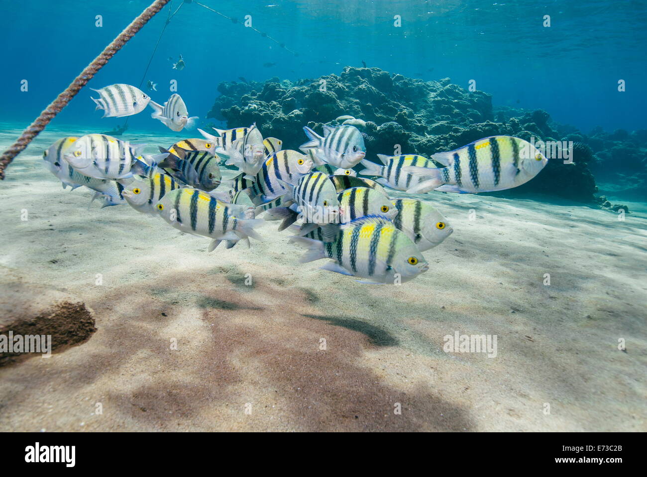 School of sergeant major fish in shallow sandy bay, Naama Bay, Sharm El ...