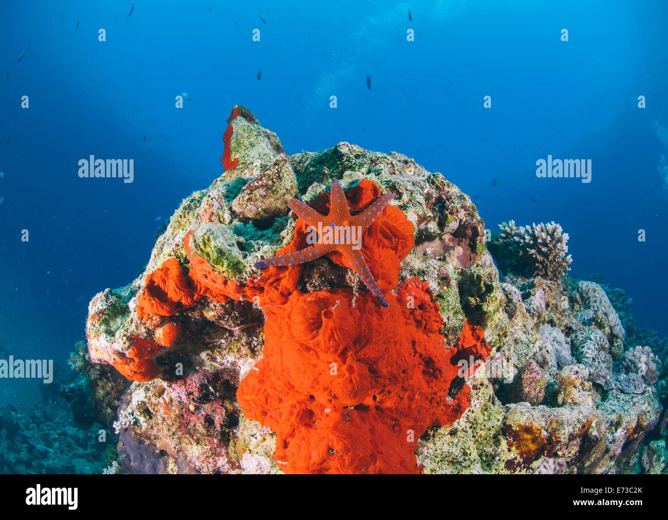 Ghardaqa sea star (Fromia ghardaqana), Naama Bay, Ras Mohammed National ...
