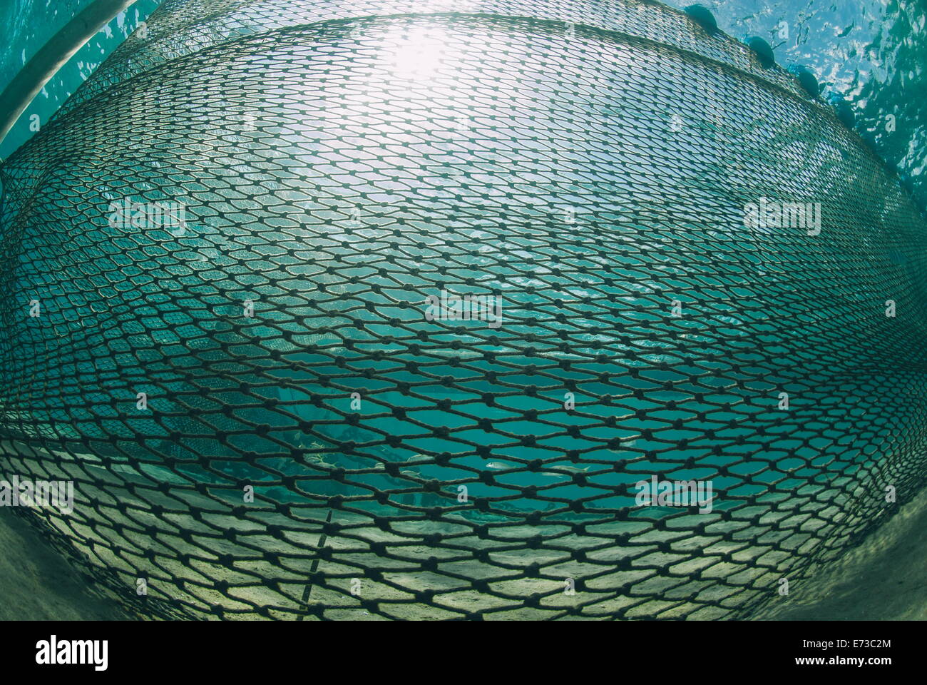 Shark net set in shallow water, Naama Bay, Ras Mohammed National Park ...